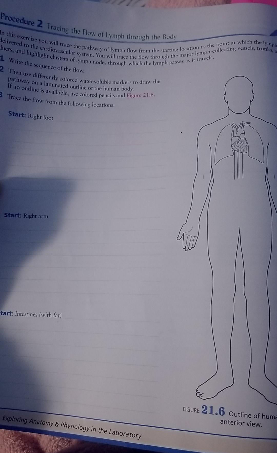 Procedure 2 Tracing the Flow of Lymph through the | Chegg.com