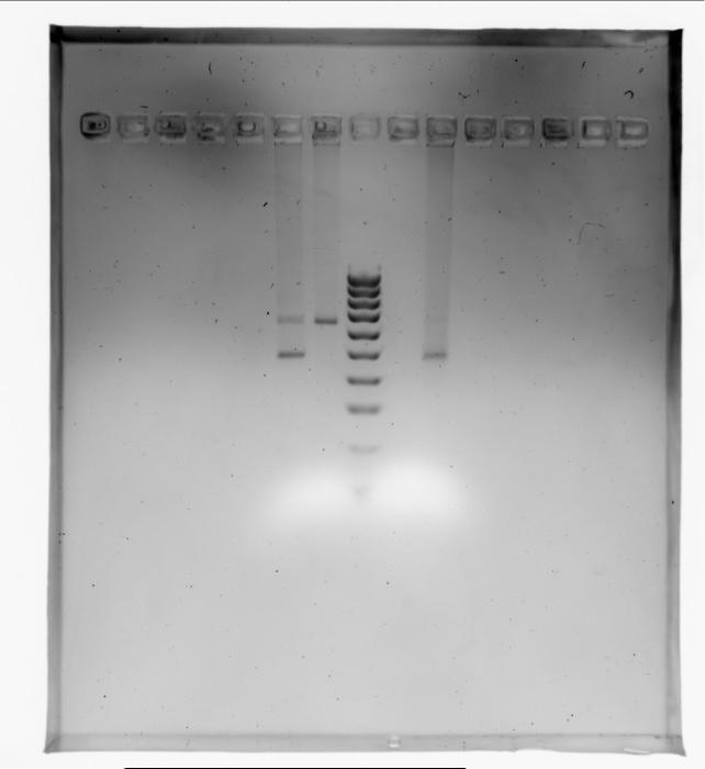 Solved 1. Annotate the gel with the wells, polarity, size | Chegg.com