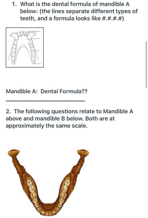 Solved 1. What is the dental formula of mandible A below: | Chegg.com