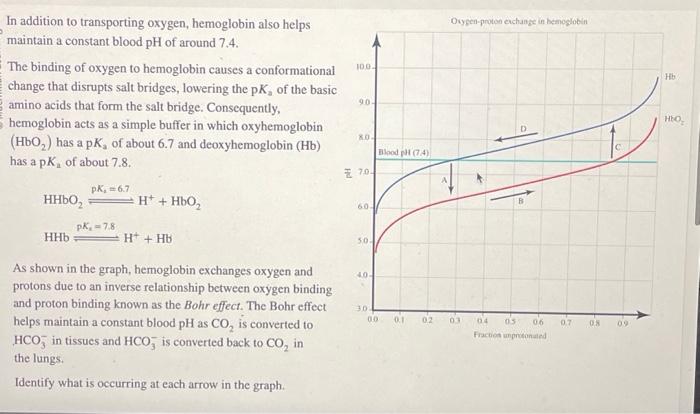 Solved In addition to transporting oxygen, hemoglobin also | Chegg.com