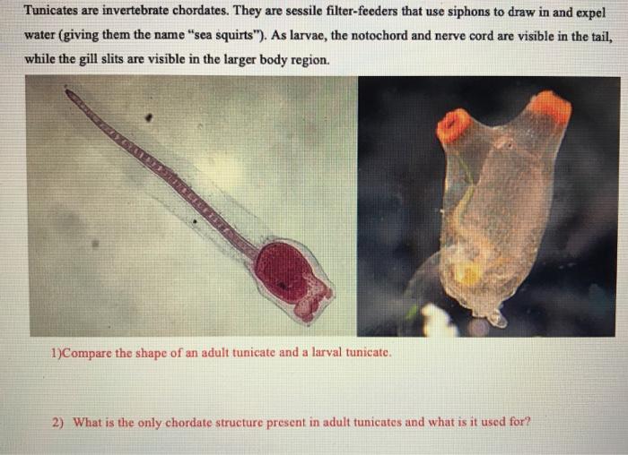 Solved Tunicates are invertebrate chordates. They are | Chegg.com