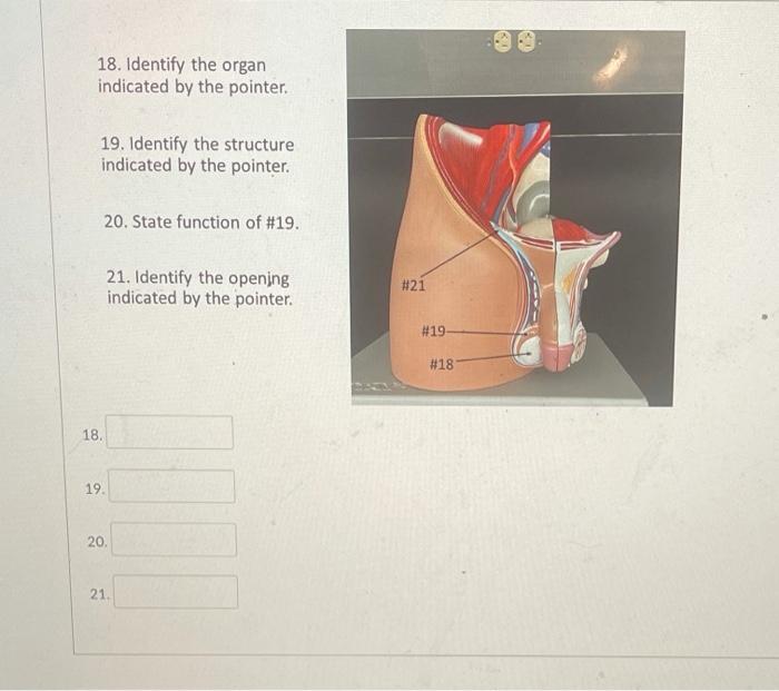 Solved 18. Identify the organ indicated by the pointer. 19. | Chegg.com
