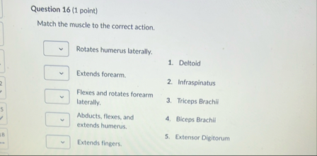 Solved Question 16 (1 ﻿point)Match the muscle to the correct | Chegg.com