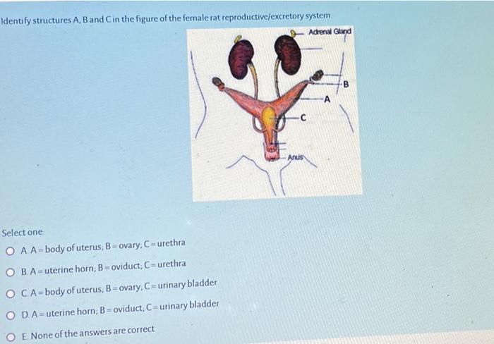 Solved Identify structures A, B and Cin the figure of the | Chegg.com