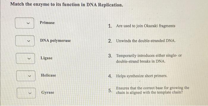 Solved Match the enzyme to its function in DNA Replication. | Chegg.com