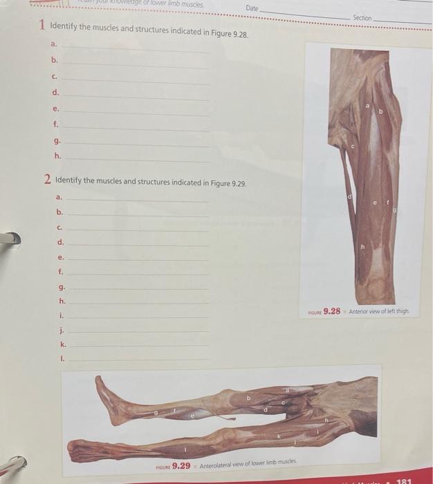 Solved age or lower b muscles Date Section 1 Identify the | Chegg.com