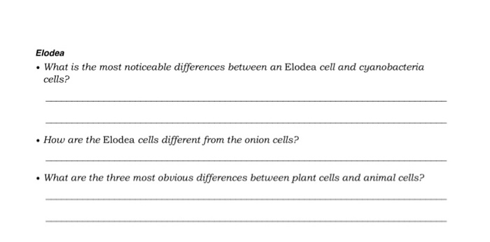 Solved Elodea • What is the most noticeable differences | Chegg.com