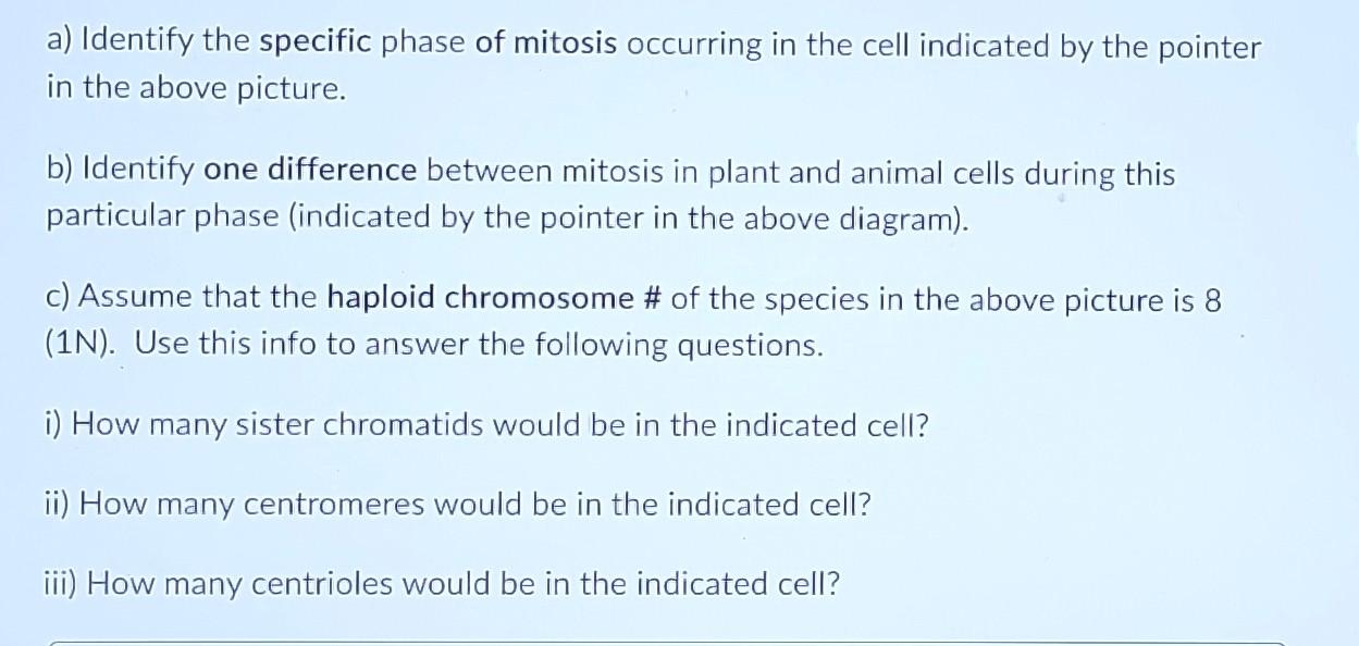Solved a) Identify the specific phase of mitosis occurring | Chegg.com