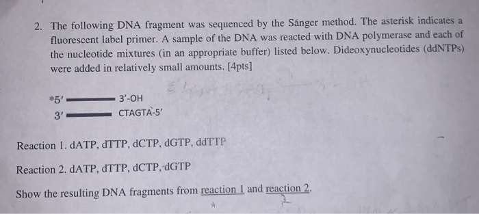 Solved 2. The following DNA fragment was sequenced by the | Chegg.com