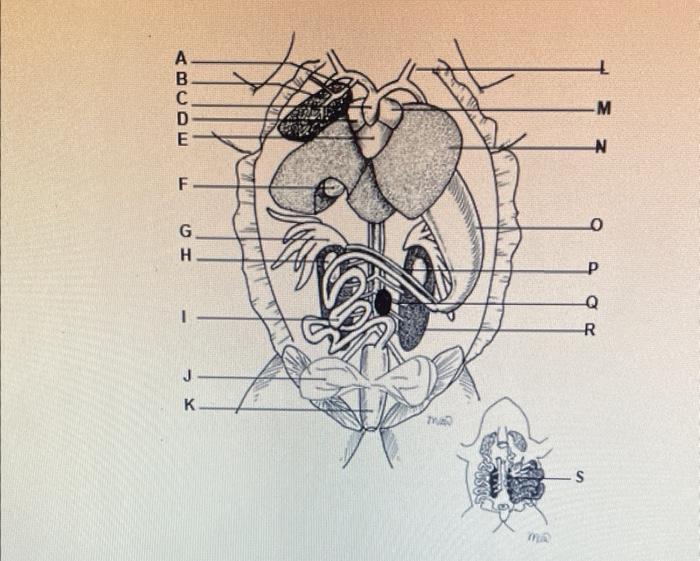 Solved PERCH DISSECTION la. Label these external structures: | Chegg.com