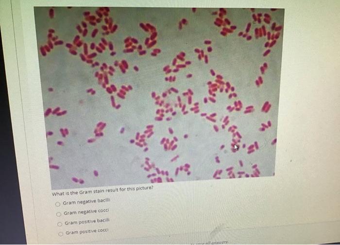 Solved Question Completion ASM MicrobeLibrary.org © | Chegg.com