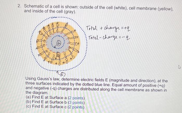 Solved 2. Schematic of a cell is shown: outside of the cell | Chegg.com