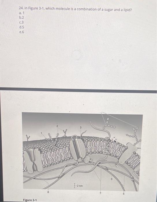 Solved as cell bursting is to 21. Red blood cell shrinkage | Chegg.com