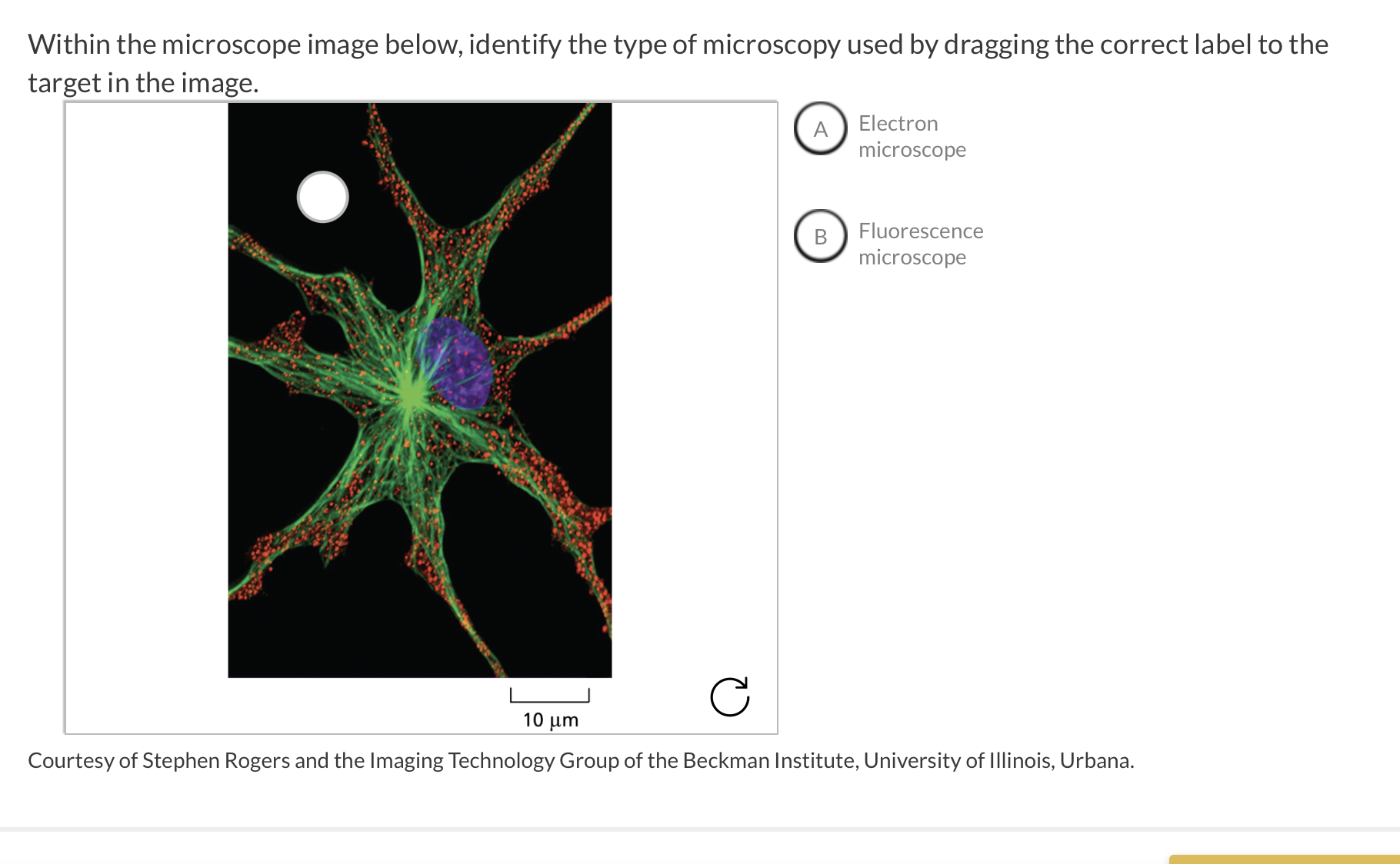 Solved Within the microscope image below, identify the type | Chegg.com