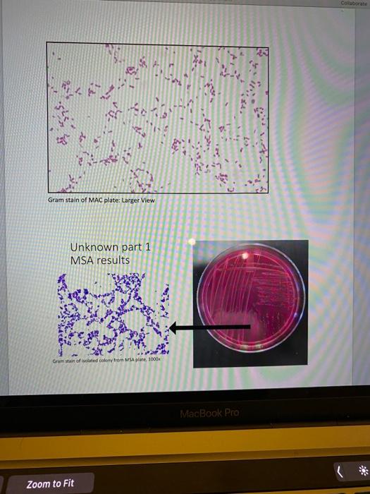 Solved Gram Stain of MSA plate: Larger View MacBook Pro Zoom | Chegg.com