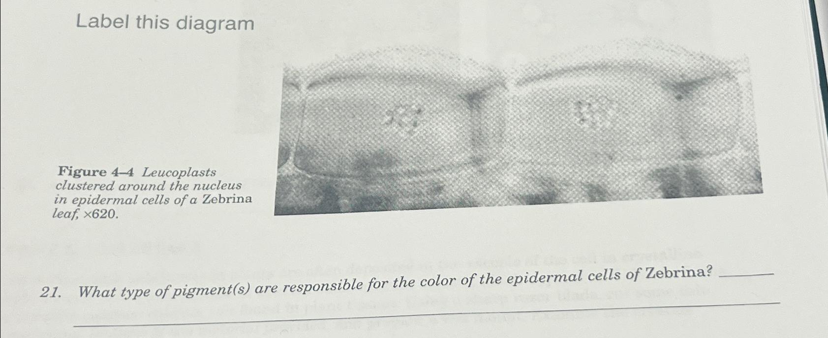 Solved Label this diagramFigure 4-4 ﻿Leucoplasts clustered | Chegg.com
