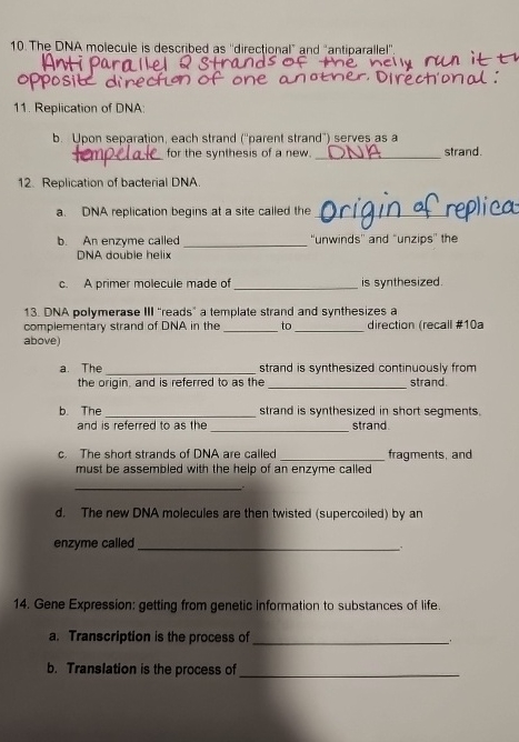 Solved The DNA molecule is described as "directional" and | Chegg.com