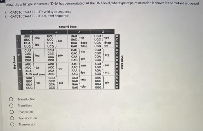 Solved Below, the wild type sequence of DNA has been | Chegg.com