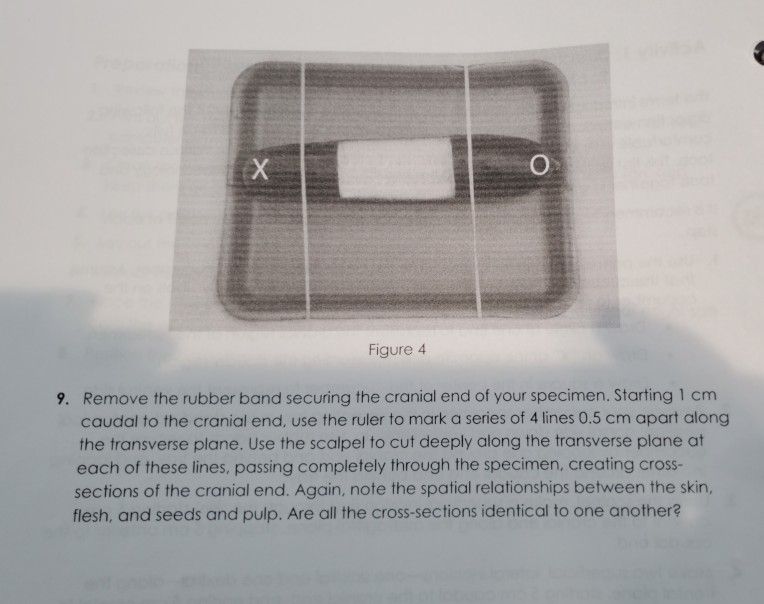 Solved X o Figure 4 9. Remove the rubber band securing the | Chegg.com