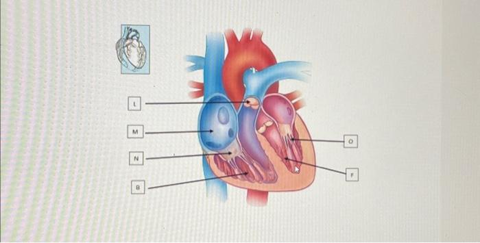 Solved what structures are indicated by these letters? | Chegg.com