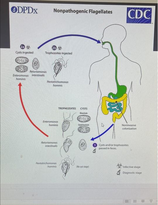 Solved ODPDX Cysts ingested Retortomonas Enteromonas | Chegg.com