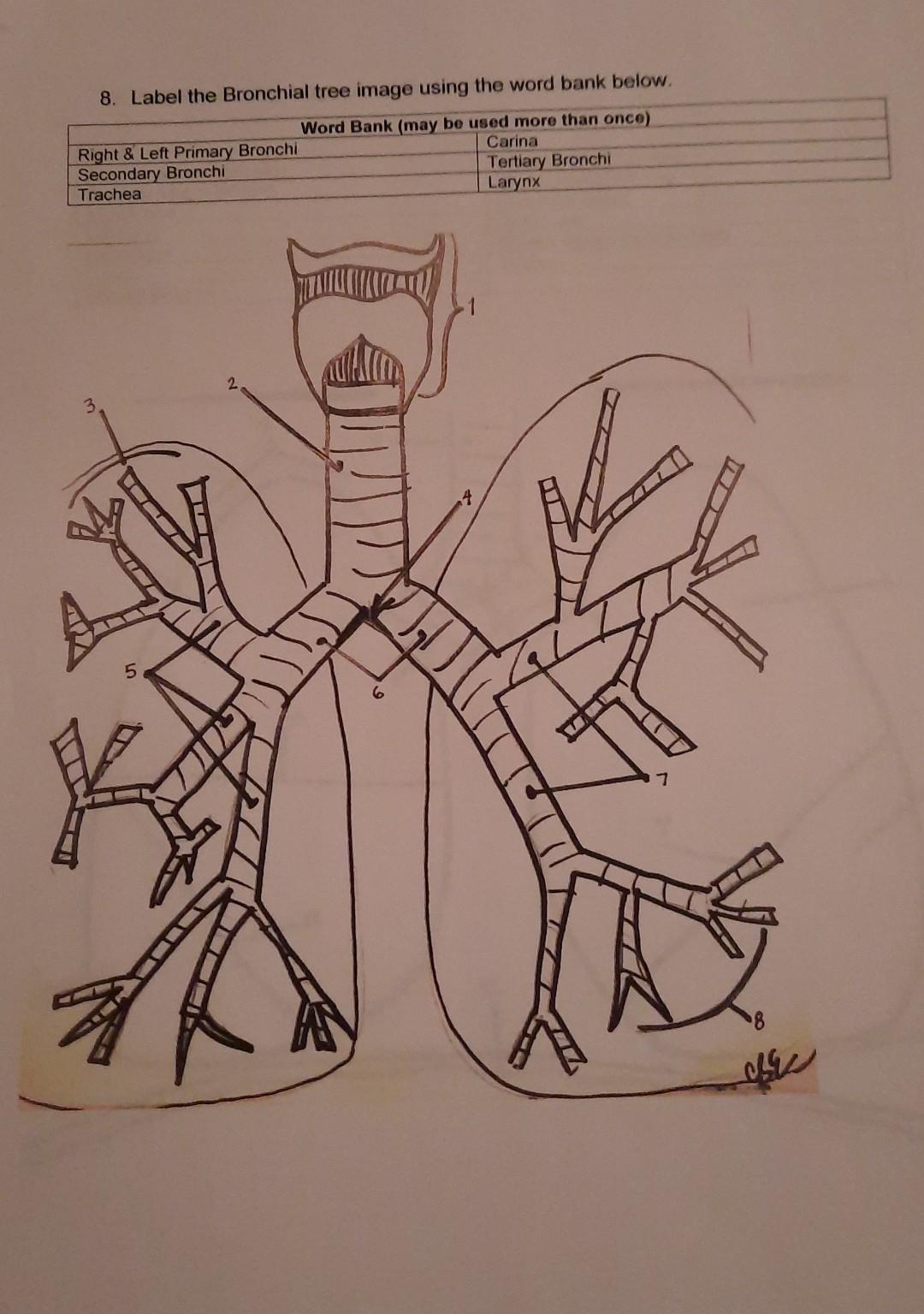 Solved 8 I abel the Bronchial tree image using the word bank | Chegg.com