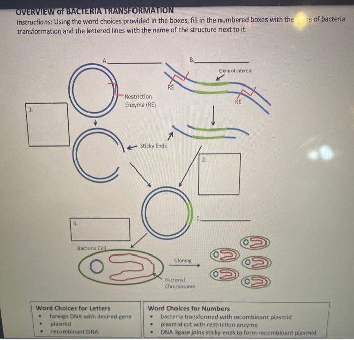 Solved OVERVIEW OF BACTERIA TRANSFORMATION Instructions: | Chegg.com