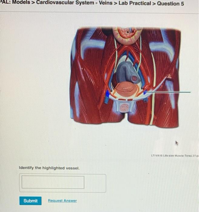 Solved PAL: Models > Cardiovascular System - Veins > Lab | Chegg.com