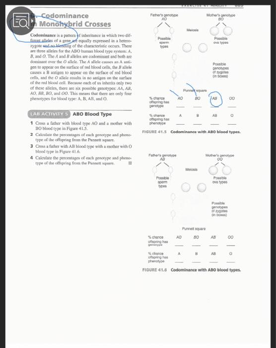 Solved SELLES Father's gonotype AO Edle Monohybrid Crosses | Chegg.com