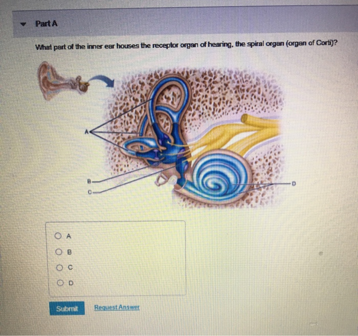 Solved Which part of the inner ear houses receptors for | Chegg.com