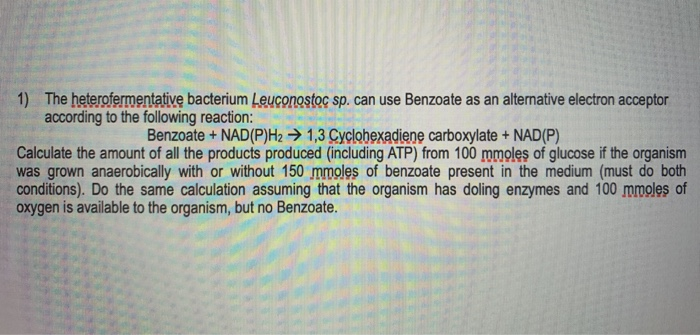 1) The heterofermentative bacterium Leuconostoc sp. | Chegg.com