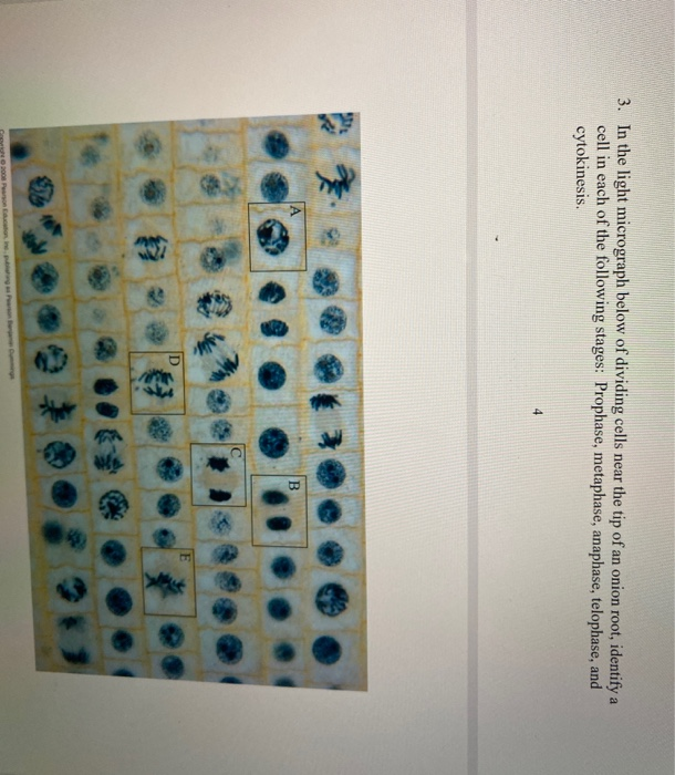Solved 3. In the light micrograph below of dividing cells | Chegg.com