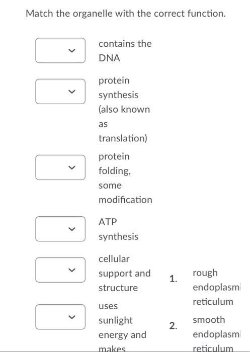Solved Match the organelle with the correct function. | Chegg.com