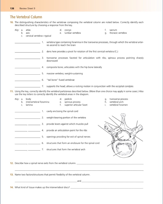 Solved 138 Review Sheet 9 The Vertebral Column 10. The | Chegg.com