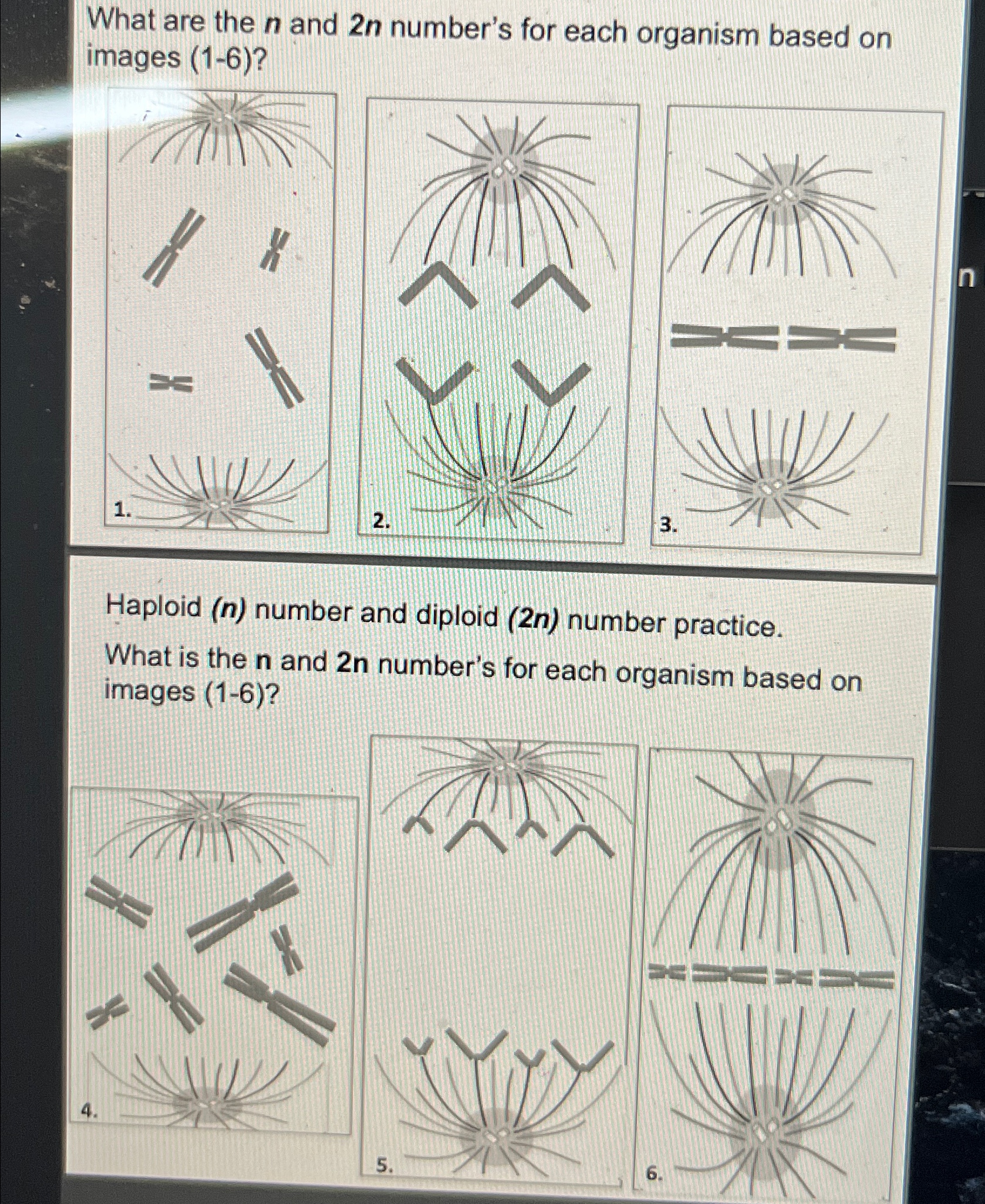 Solved What are the n ﻿and 2n ﻿number's for each organism | Chegg.com