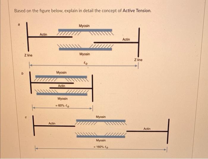 Solved Based on the figure below, explain in detail the | Chegg.com