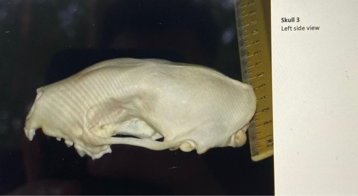 1 Armadillo Dichotomous Key Check teeth all about the | Chegg.com