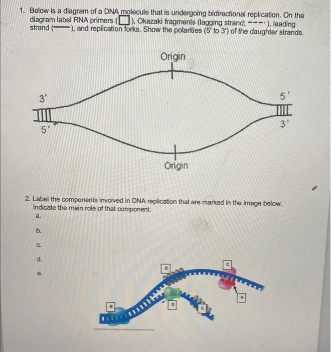 Solved 1. Below is a diagram of a DNA molecule that is | Chegg.com