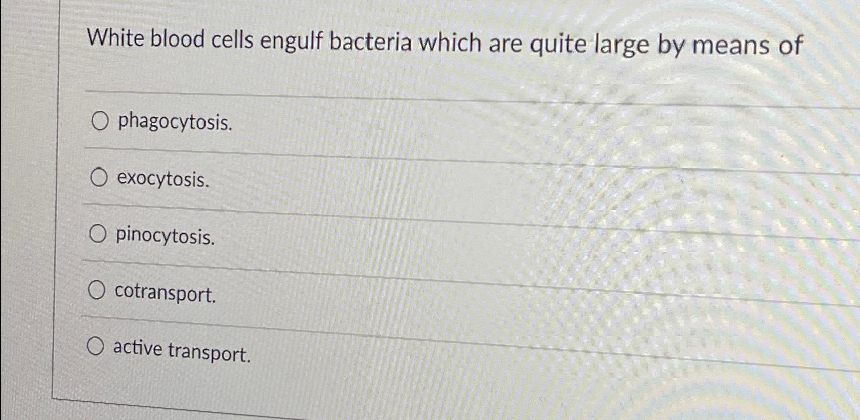 Solved White blood cells engulf bacteria which are quite | Chegg.com
