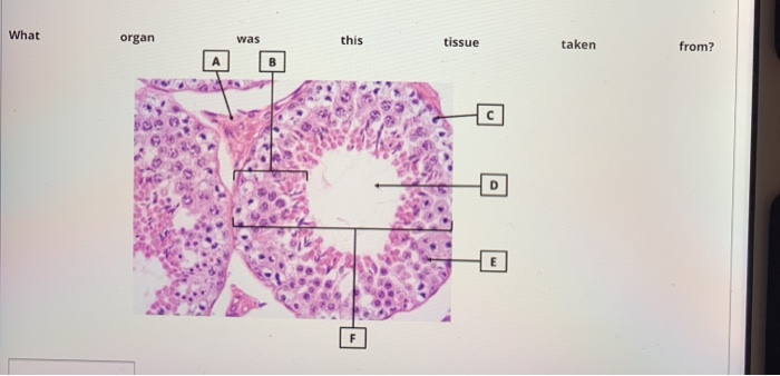 Solved The mucous membrane of this organ contains secretory | Chegg.com