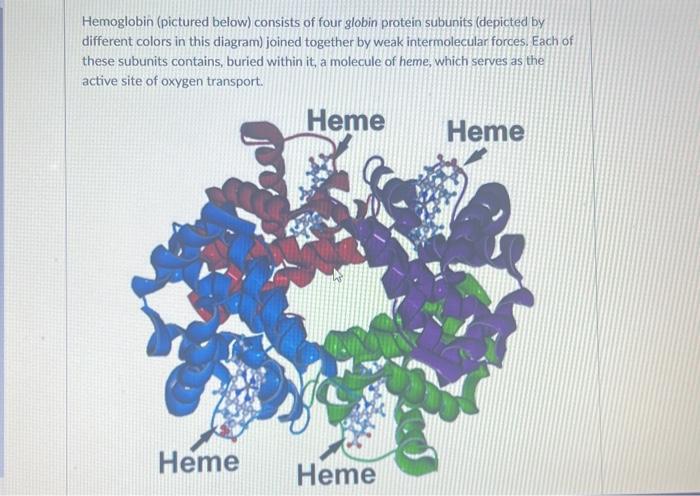Solved Hemoglobin (pictured below) consists of four globin | Chegg.com