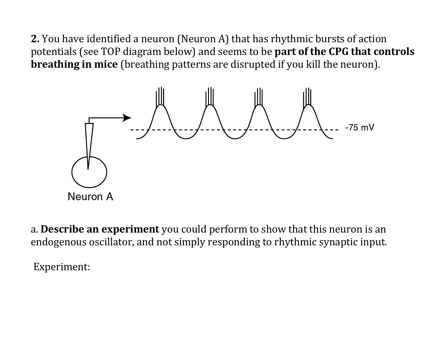Solved You have identified a neuron (Neuron A) ﻿that has | Chegg.com