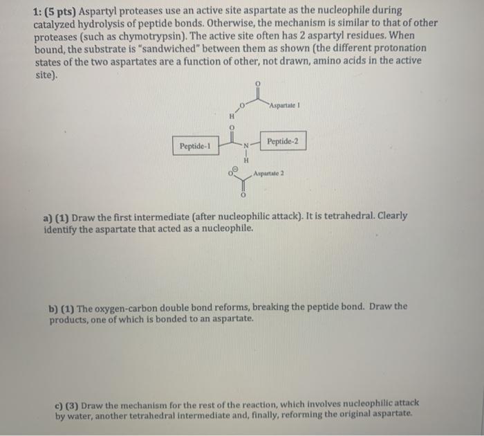 Solved 1: (5 pts) Aspartyl proteases use an active site | Chegg.com