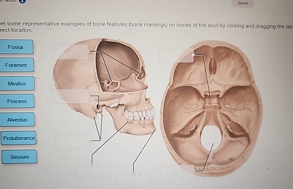 Solved Savedel some representative examples of bone features | Chegg.com