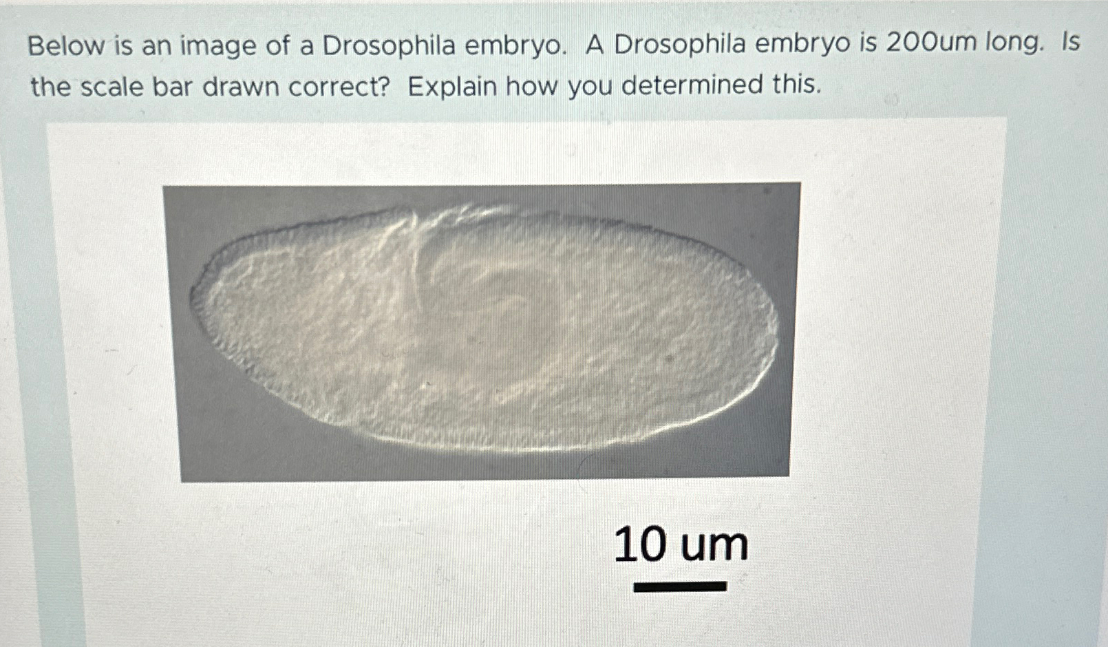 Solved Below is an image of a Drosophila embryo. A | Chegg.com