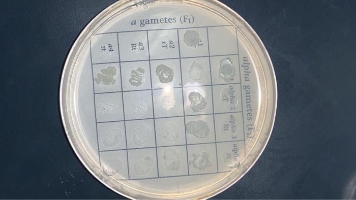 Solved Review your YED and MIN plates and record your | Chegg.com