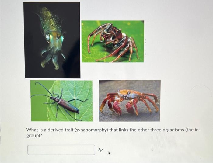 Solved What is a derived trait (synapomorphy) that links the | Chegg.com