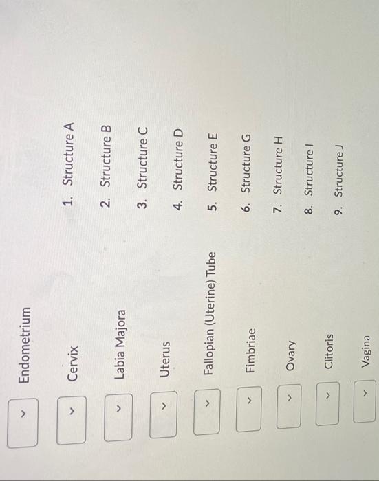 Solved The Reproductive System Question 1 (12 points) Match | Chegg.com