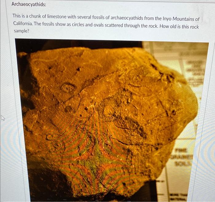 Solved Phylum Archaeocyatha (ancient cups): Extinct | Chegg.com