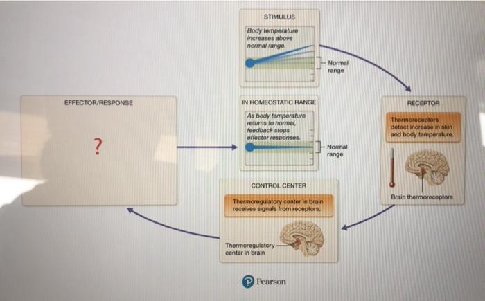 Solved STIMULUS Body temperature increases above normal | Chegg.com